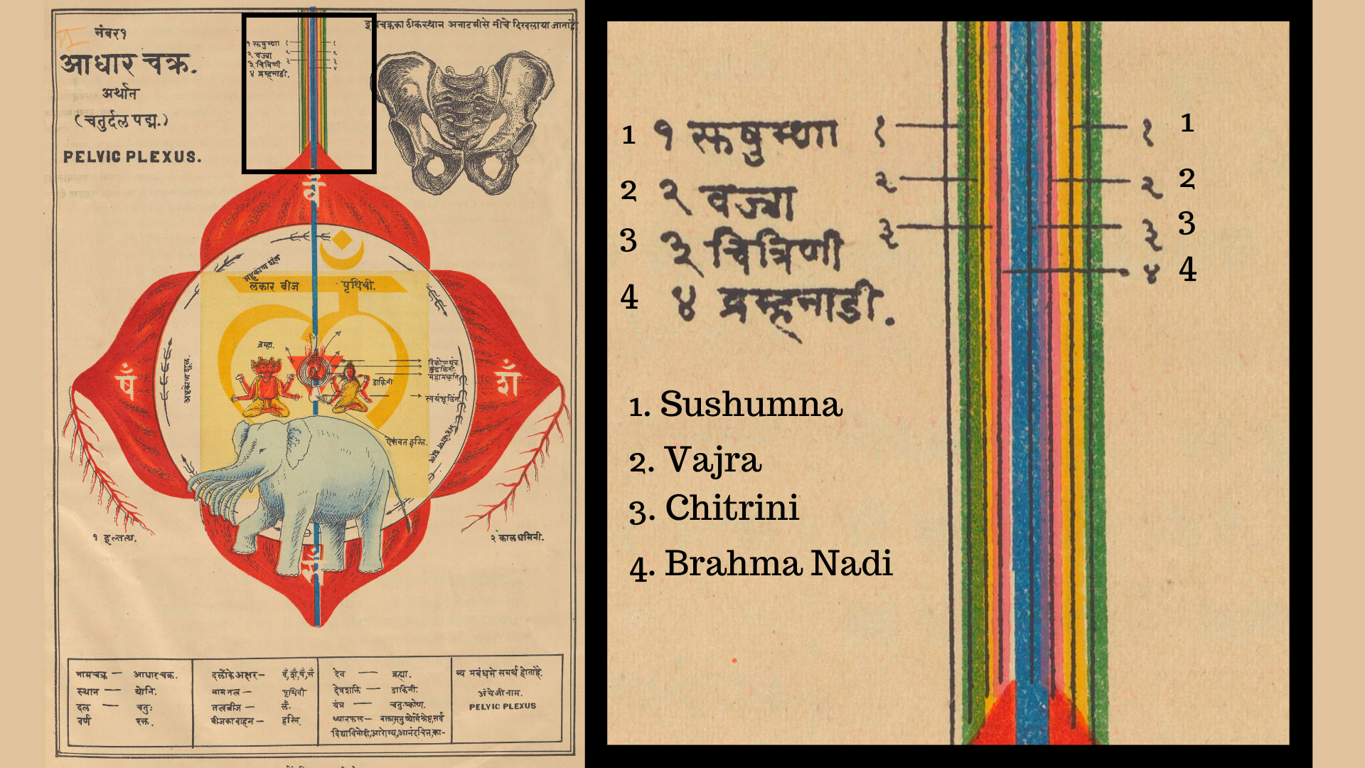 Image: Muladhara chakra as seen in Shatchakra niroopana chittra by Shri ...