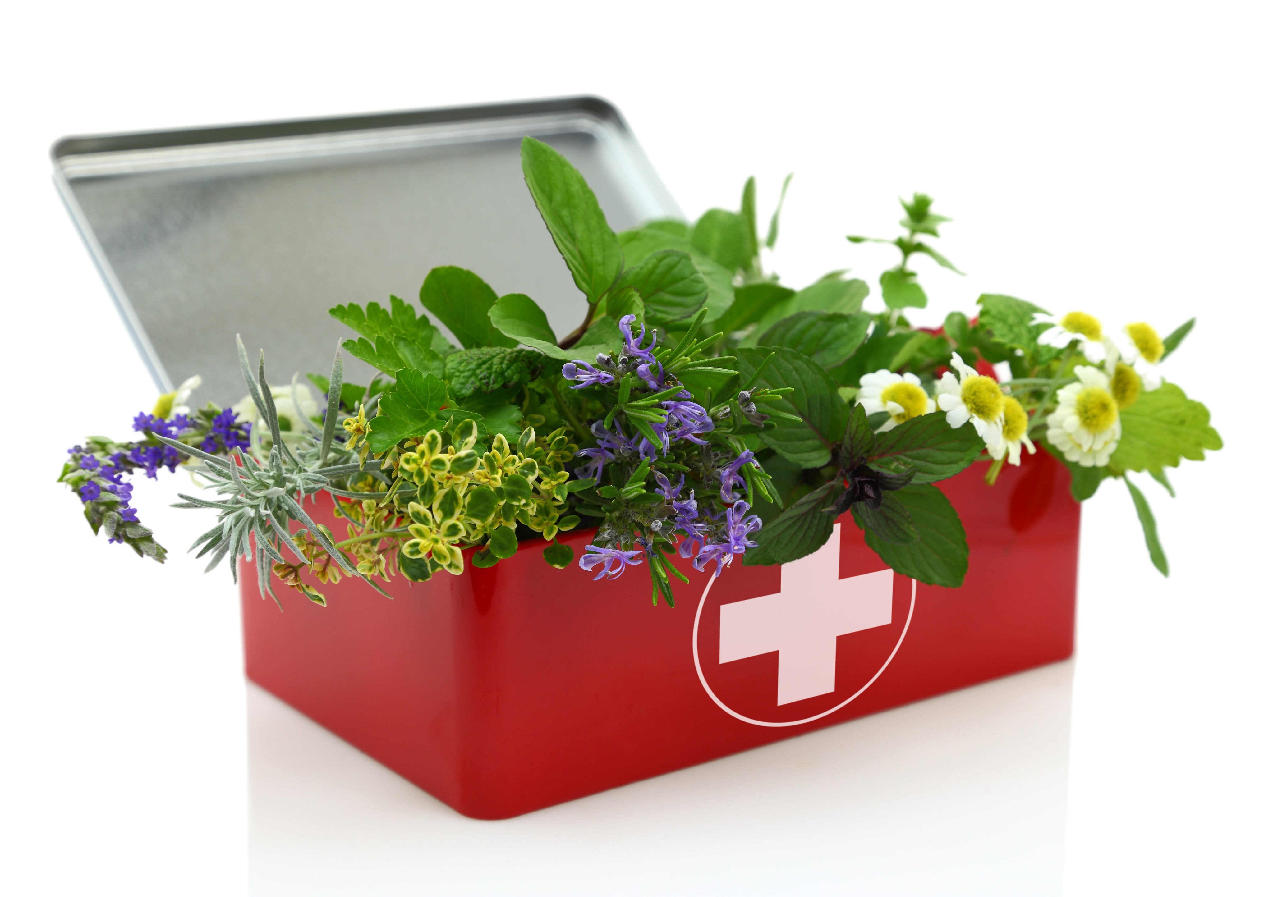 Materia Medica