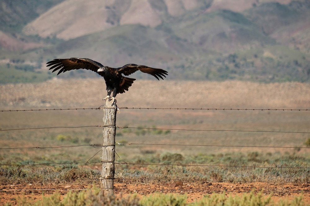 Flinders Ranges Wildlife - Best Location for Wildlife in Wilpena Pound.