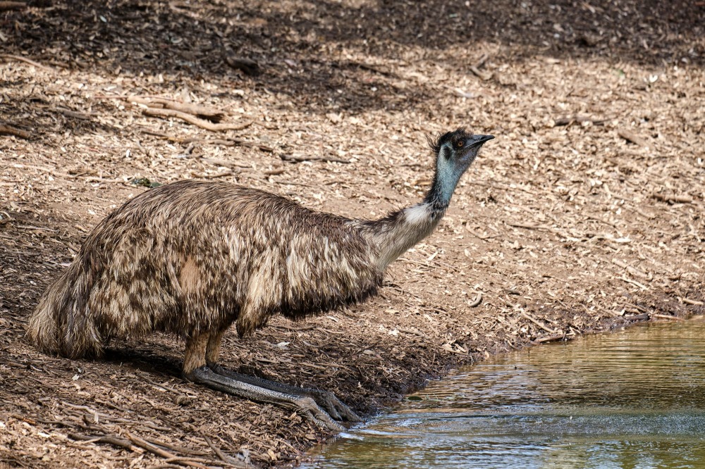Flinders Ranges Wildlife - Best Location for Wildlife in Wilpena Pound.