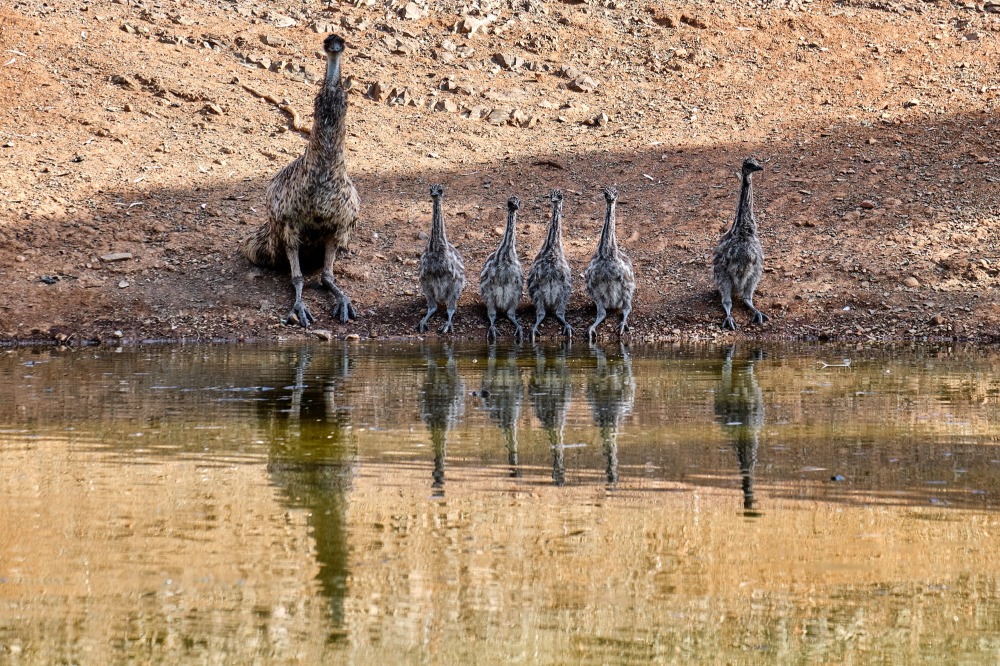 It was incredible to see how many mothers (hens) and their chicks came ...
