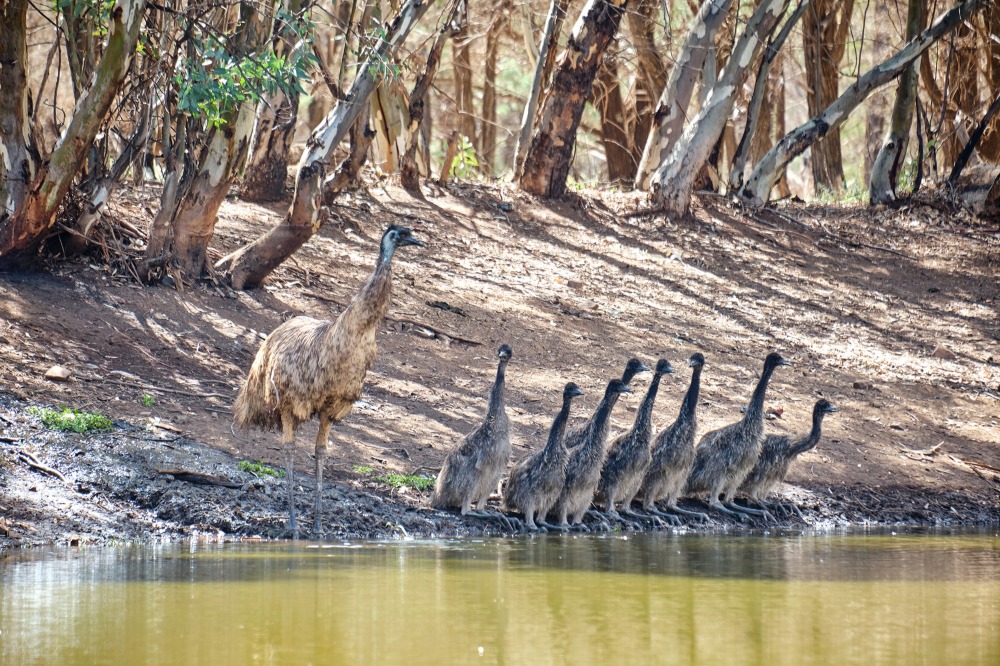 Flinders Ranges Wildlife - Best Location for Wildlife in Wilpena Pound.