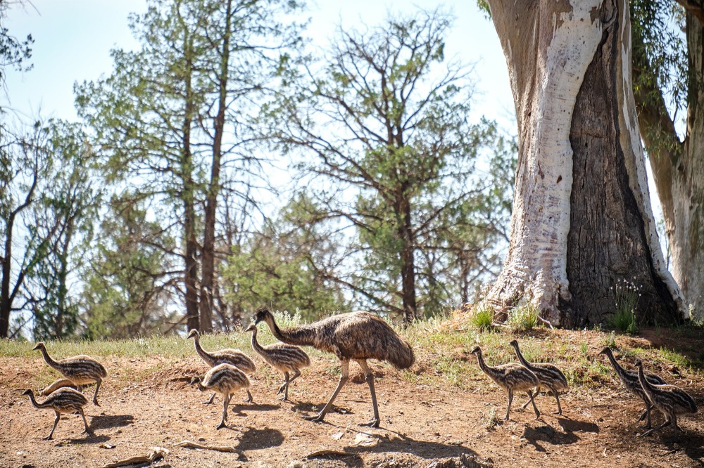 Flinders Ranges Wildlife - Best Location for Wildlife in Wilpena Pound.