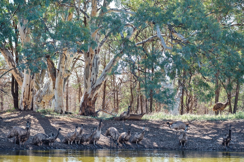 Flinders Ranges Wildlife - Best Location for Wildlife in Wilpena Pound.