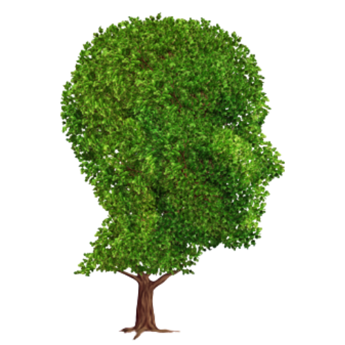 Brain training for older adults