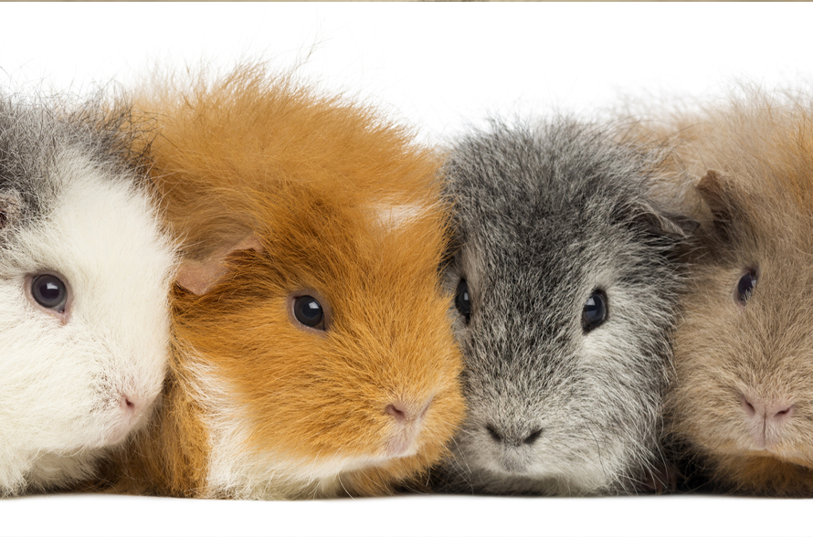 1633539365_how many guinea pig breeds are there.jpg