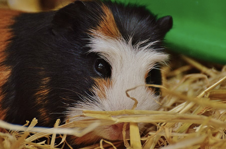 1633913552_why do guinea pigs die.jpg