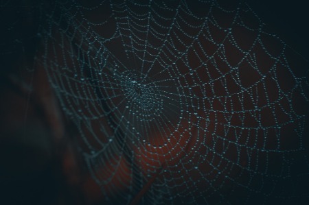 Spider Web Effect [3 min read]