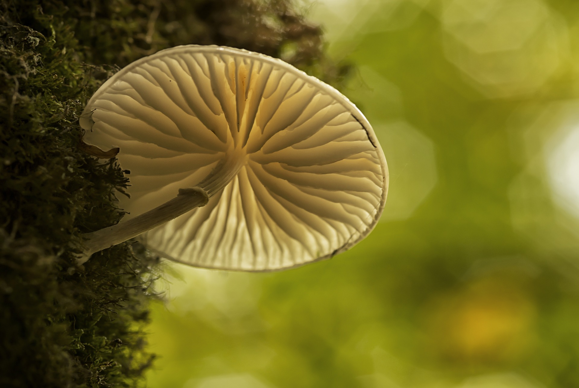 Learn and Craft - What Lives on the Forest Floor