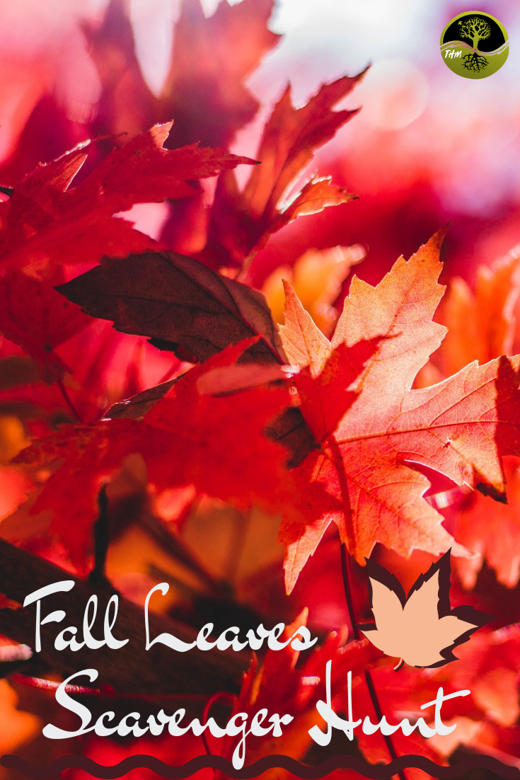 9 Nature Scavenger Hunts for All Ages