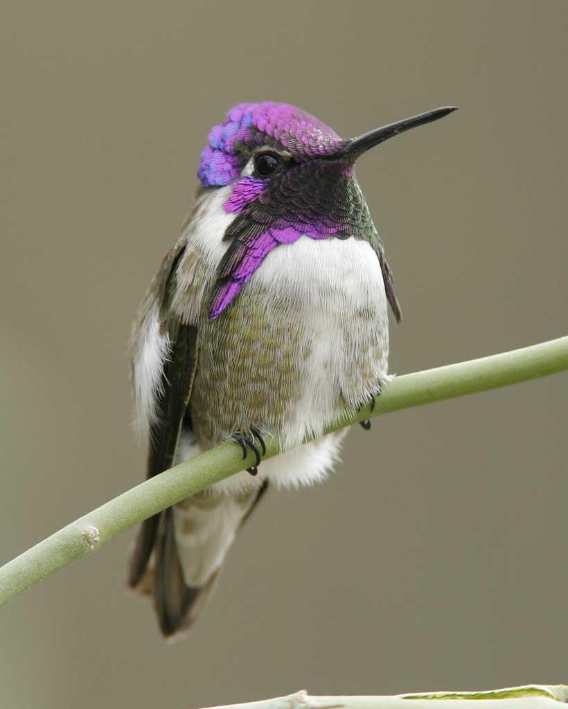 How to Attract Hummingbirds to Your Backyard