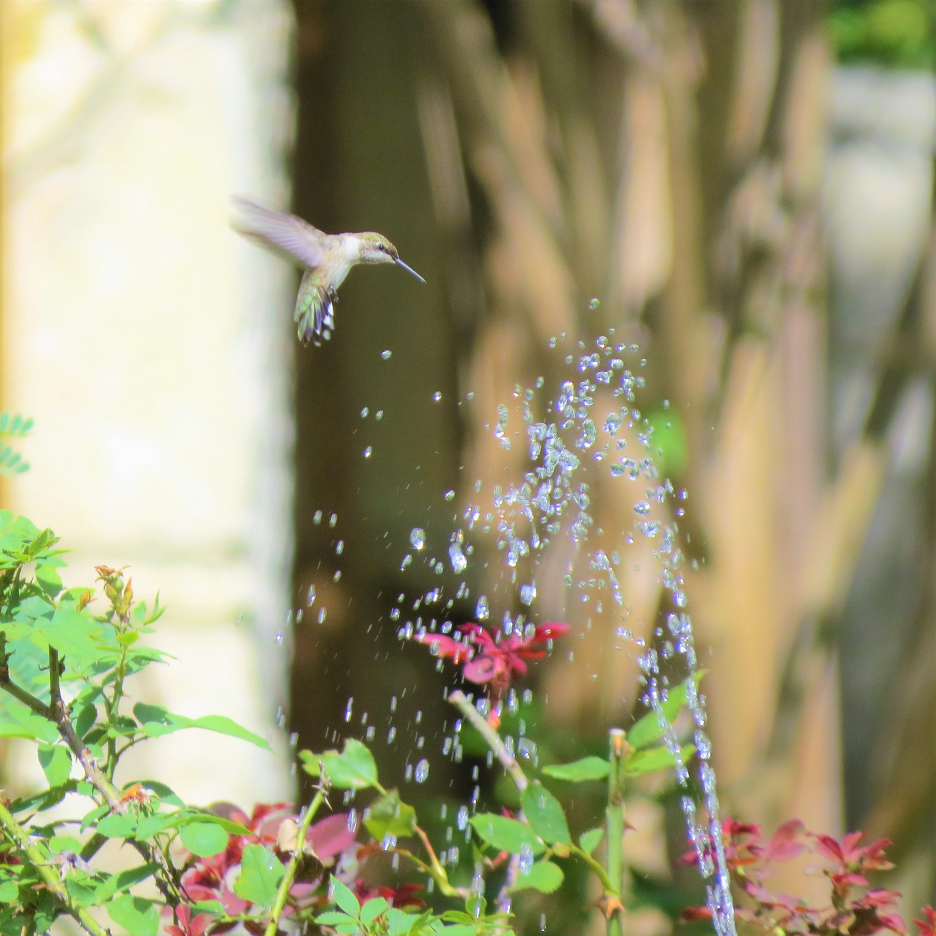 How to Attract Hummingbirds to Your Backyard
