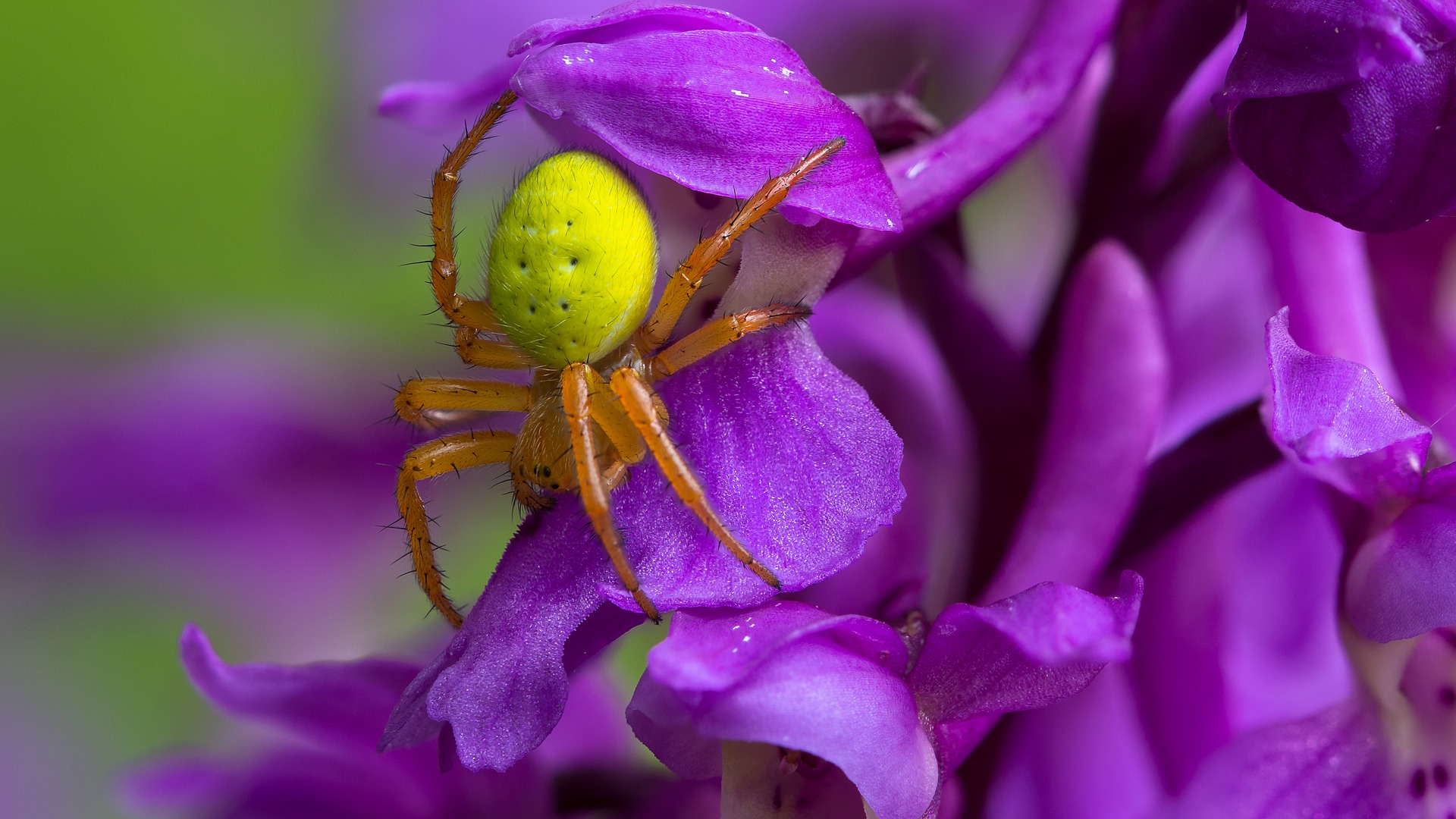 All About Spiders