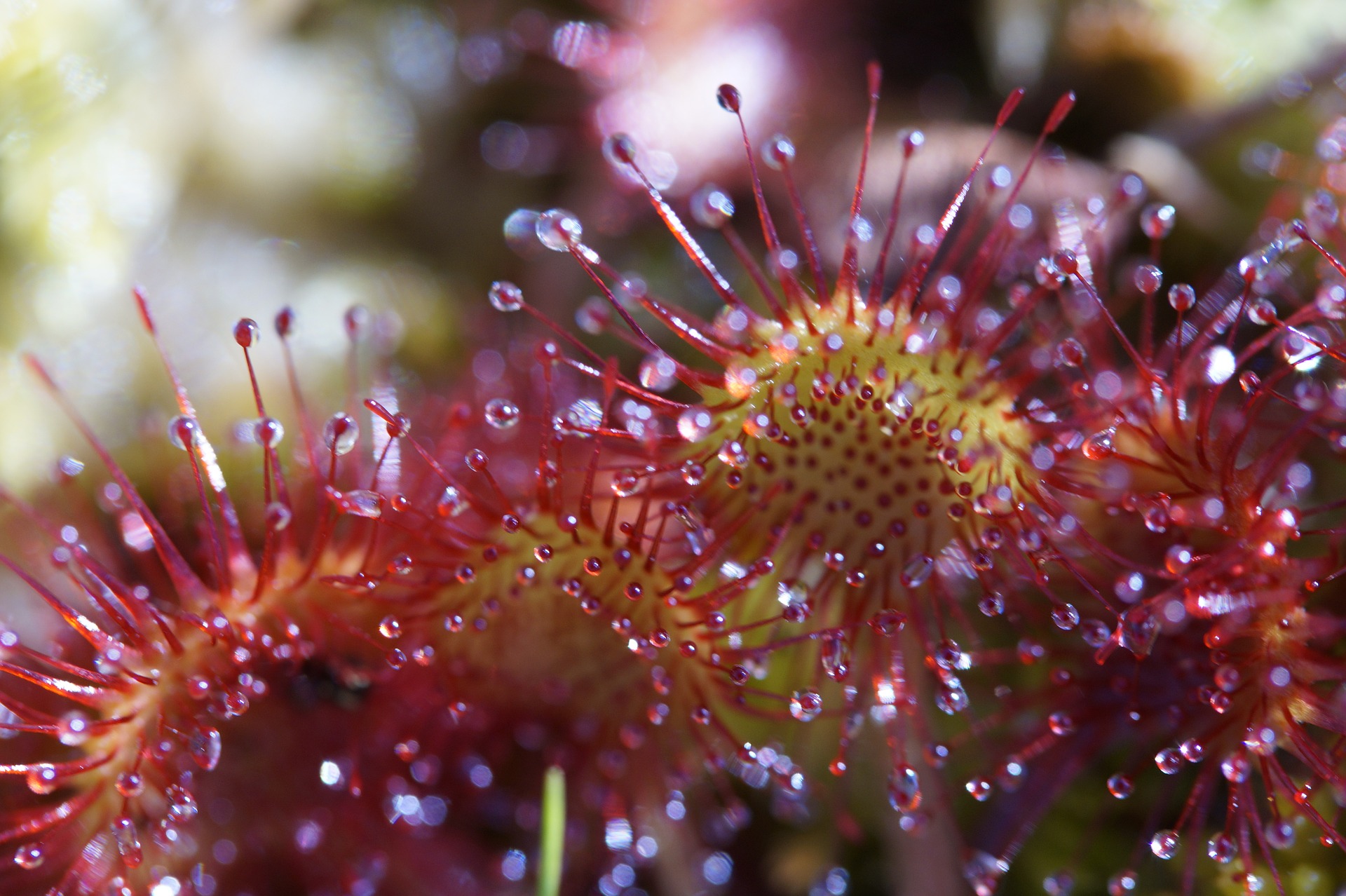 The World's Coolest Carnivorous Plants Revealed