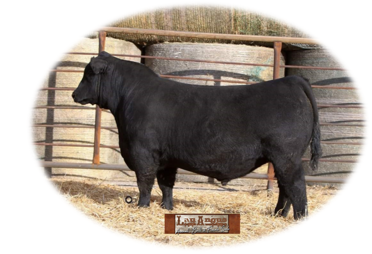 Bull Sale - Lau Angus